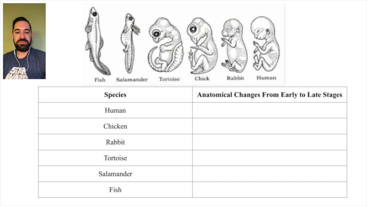 Embryology Lesson - YouTube