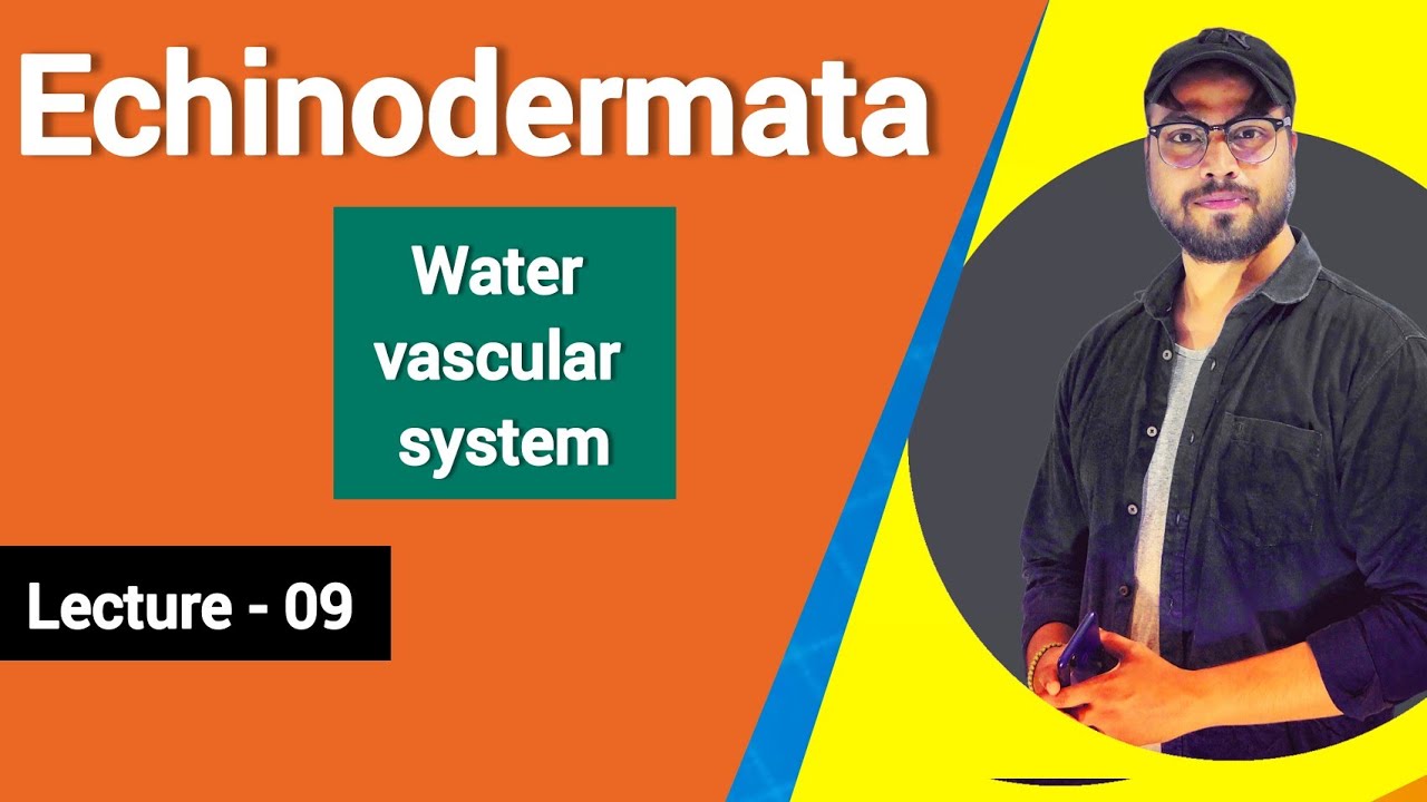 Echinodermata || water vascular system || locomotion - YouTube