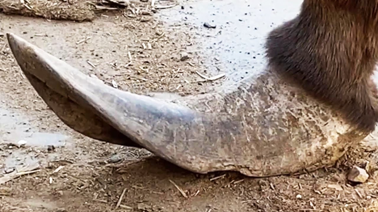 Wow~ The donkey’s hooves look like sharp knives, they can be trimmed ...