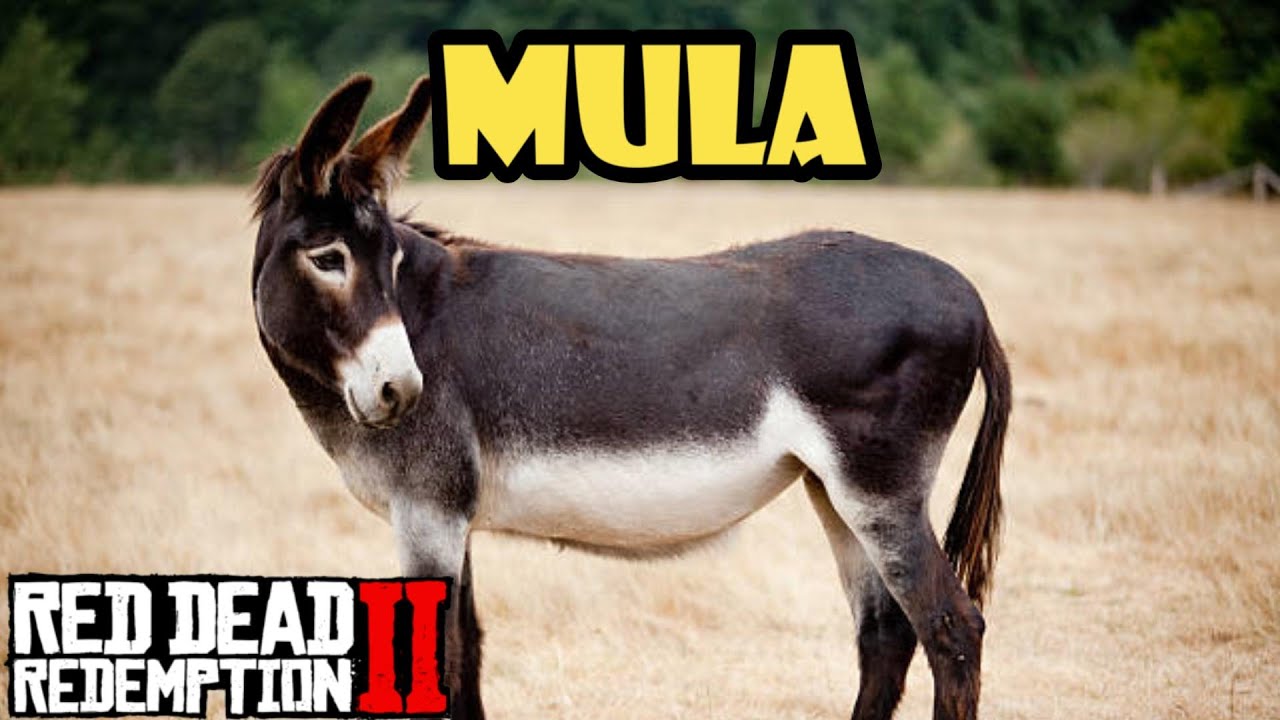 Donde encontrar la MULA en Red Dead Redemption 2 ️ - YouTube
