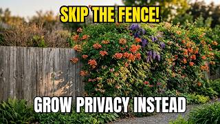 Skip the Privacy Fence! 11 Fast-Growing Vines That Come Back Every Year