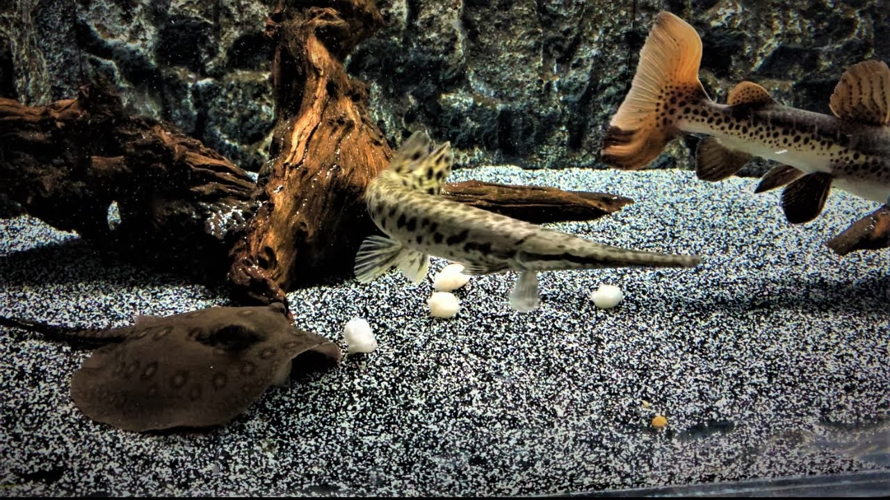 Predator Aquarium Setup / Fish Feeding ** WE HIT 5000 SUBSCRIBERS ...