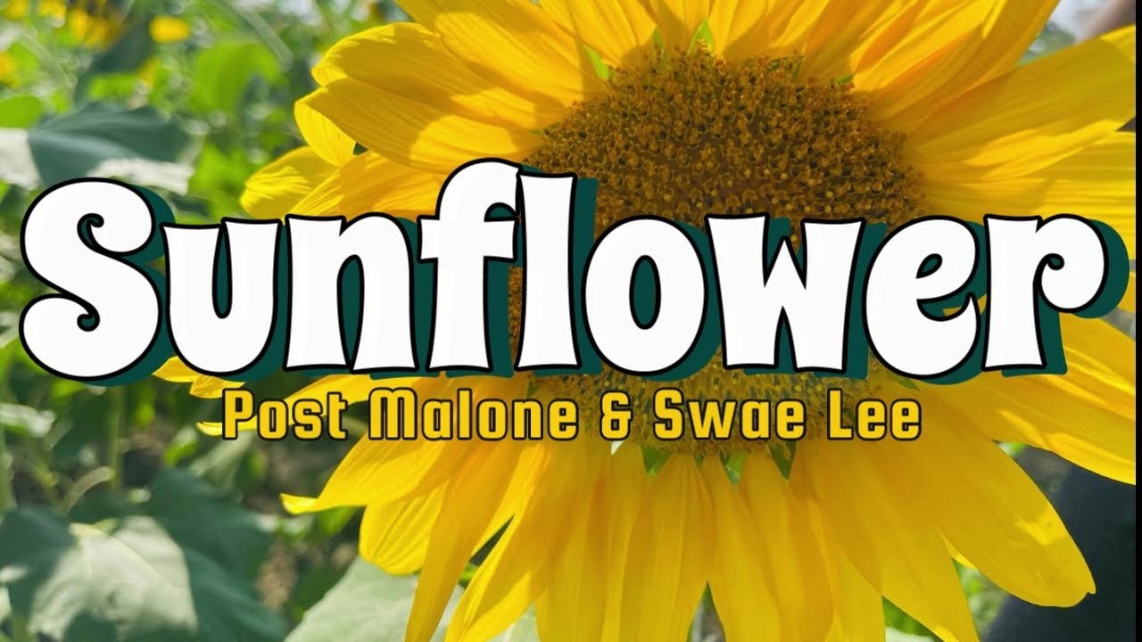 Post Malone & Swae Lee - Sunflower (Lyrics) (from "Spider-Man: Into The ...