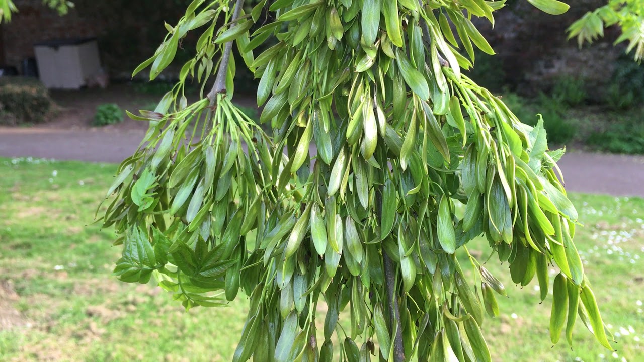 Weeping Ash (Fraxinus excelsior 'Pendula') - samaras - May 2018 - YouTube