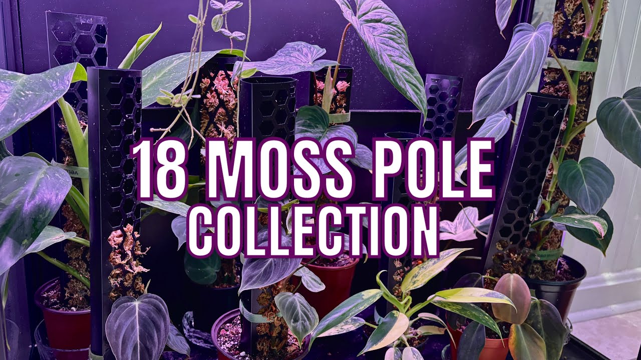 My Moss Pole Collection +Pole Maintance - YouTube