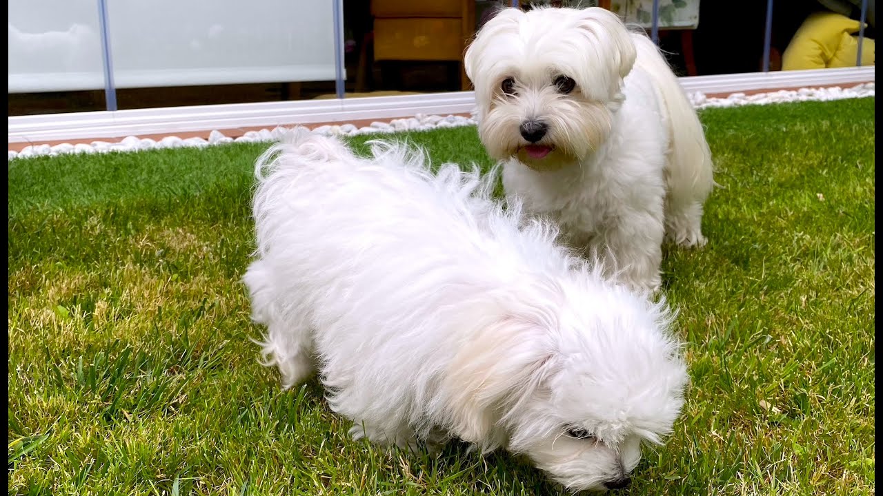 MALTESE PUPPY PLAYING WITH OTHER DOG - YouTube