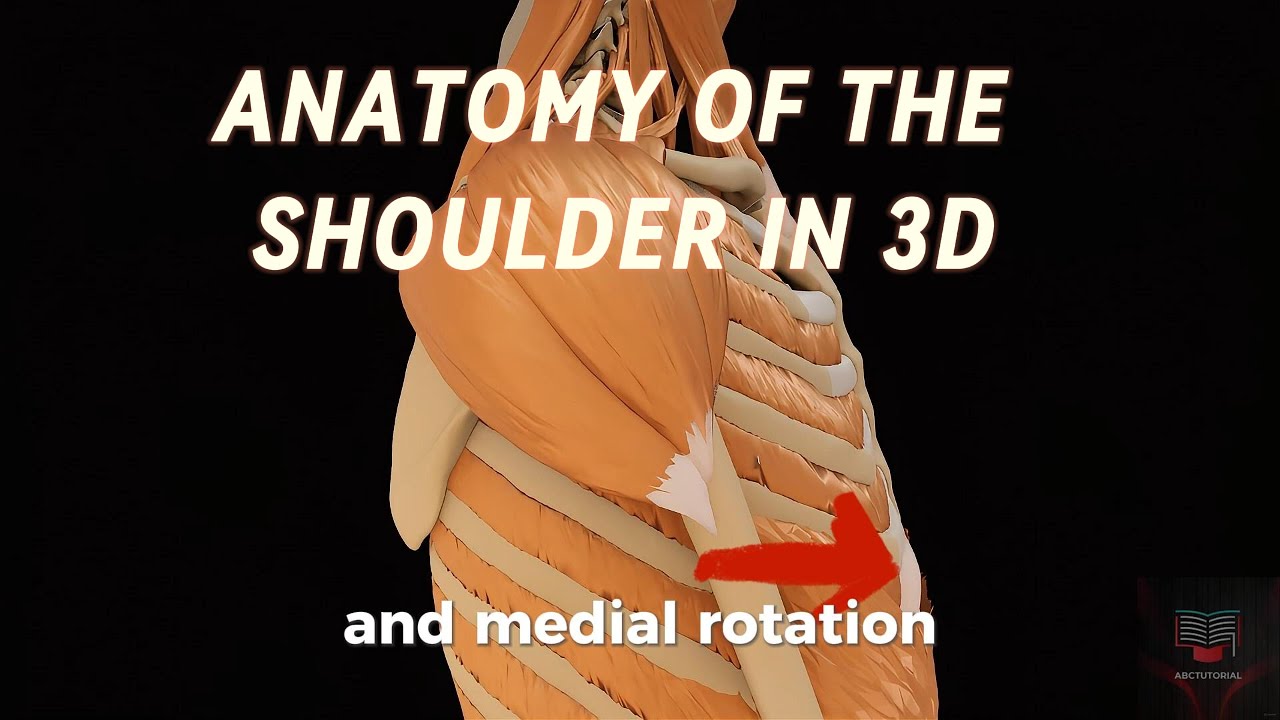 3D Animation: Anatomy of the Shoulder Muscles – Pectoralis Major ...