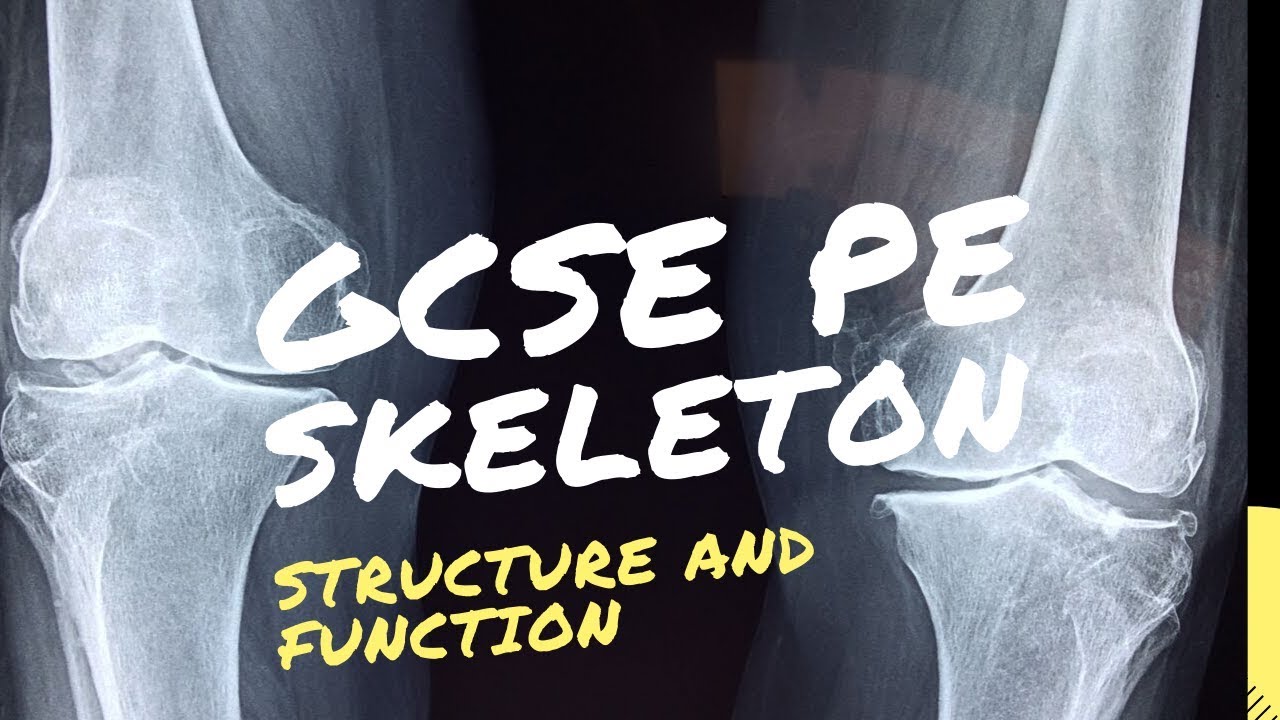 GCSE PE- Structure and Functions of the Skeleton - YouTube