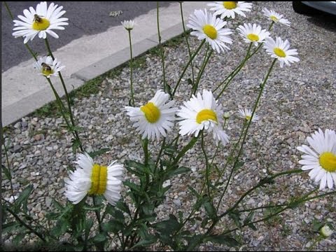 Land of mutant daisies - YouTube