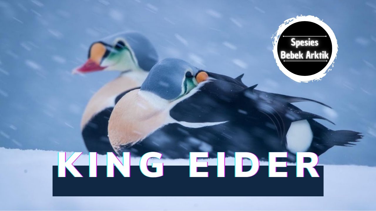 5 Fakta tentang King Eider - Si Raja Bebek Laut Arktik - YouTube