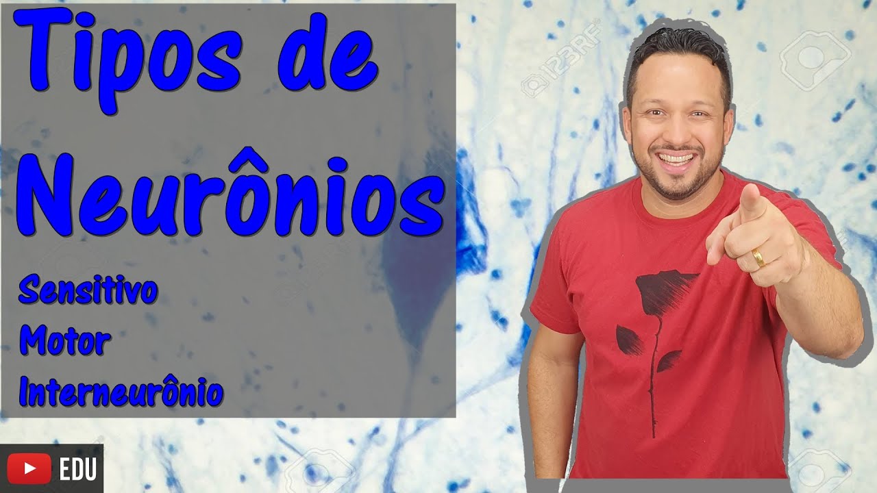 Tipos de Neurônios - Sensitivos, Motores e Interneurônios ou ...
