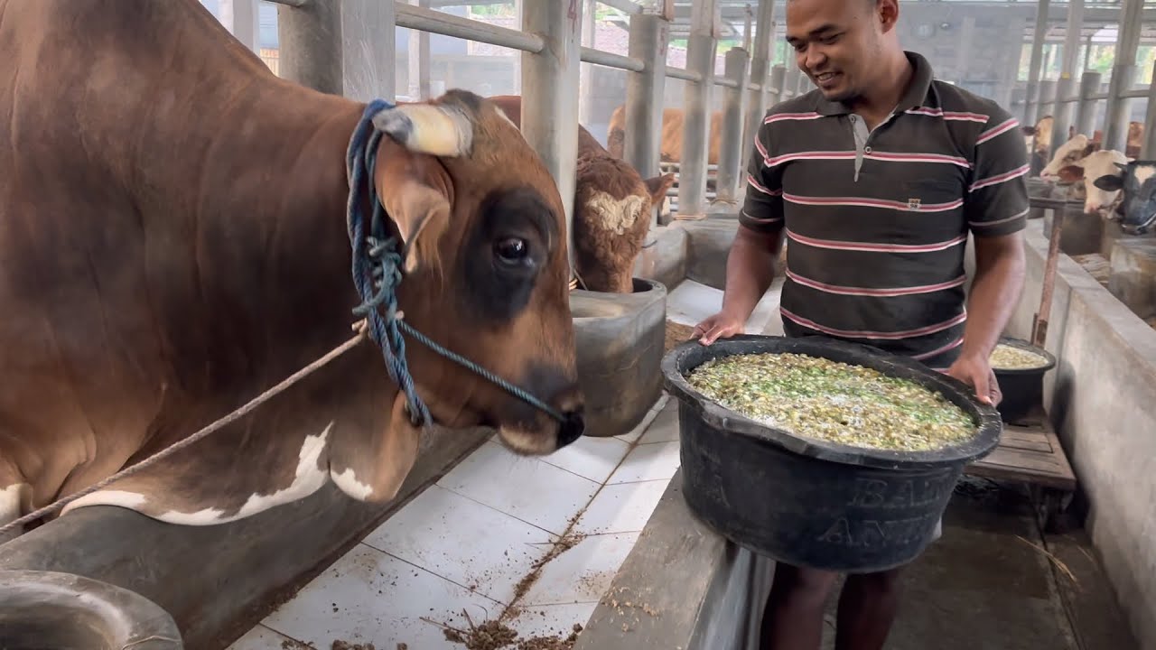 MAKANAN ORANG JEPANG UNTUK PAKAN SAPI SUPER‼️ - YouTube
