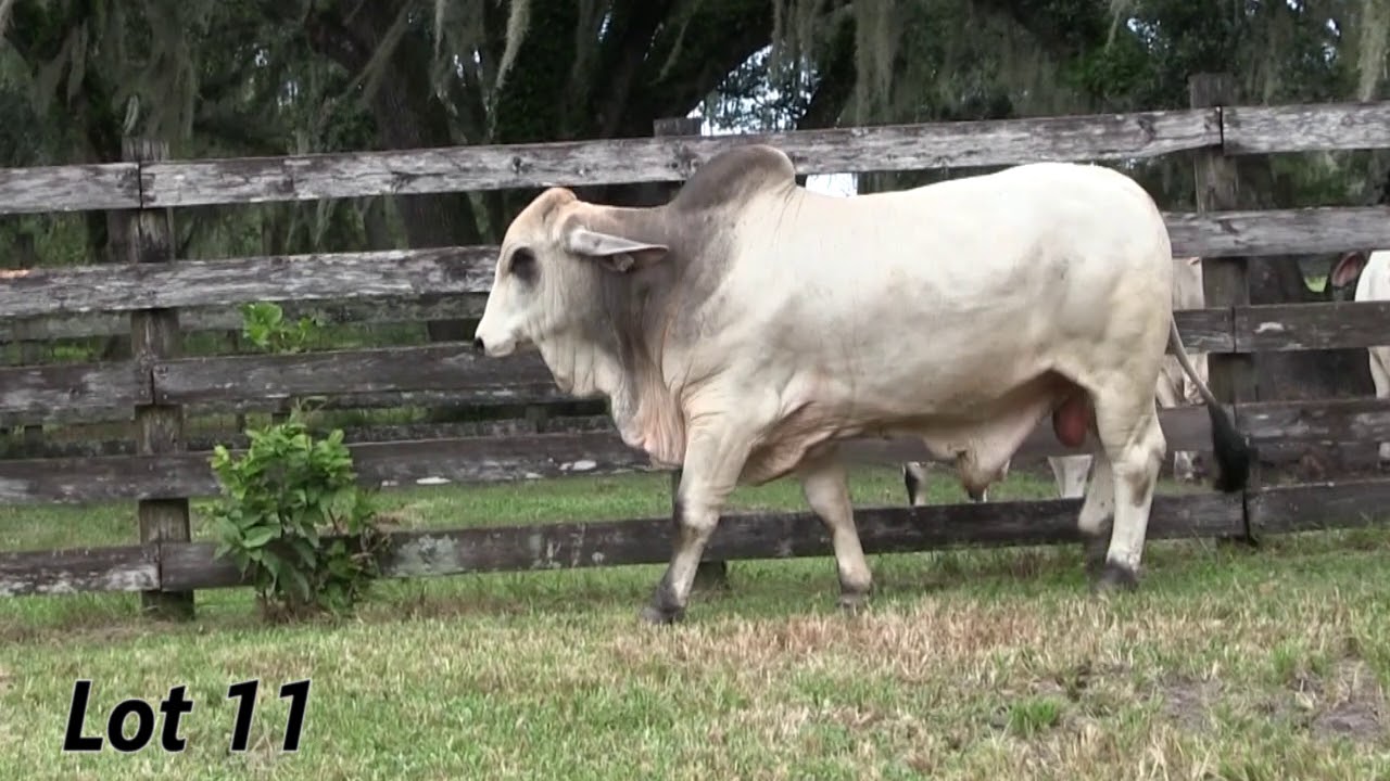 Kempfer Cattle Co Multi Breed Bull Sale Lot 11 - YouTube