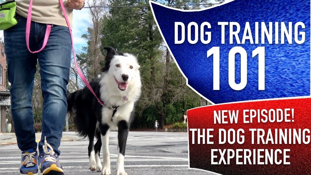 Dog Training 101: What an ACTUAL, REALISTIC Day of Training Looks Like ...