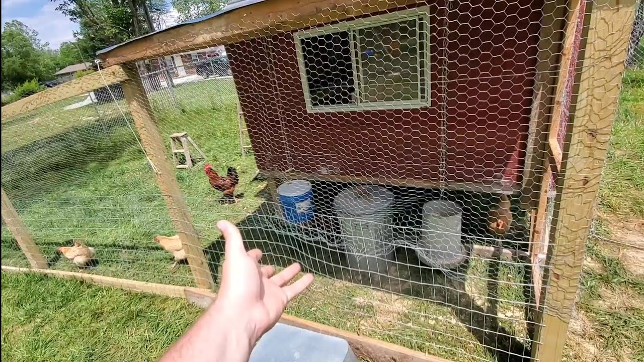 Backyard Chicken Tour - YouTube