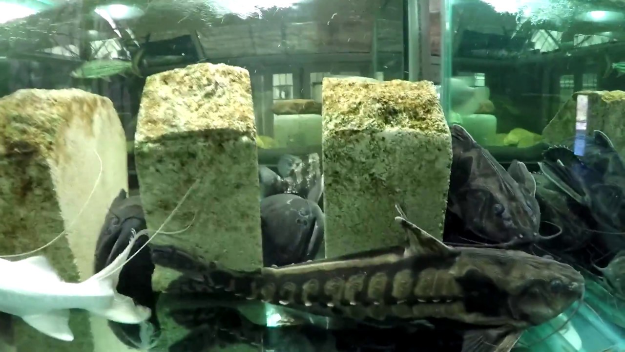 Irwini 6-pack: 22" brave one and five 12"-14" shy ones, ~5 years old ...