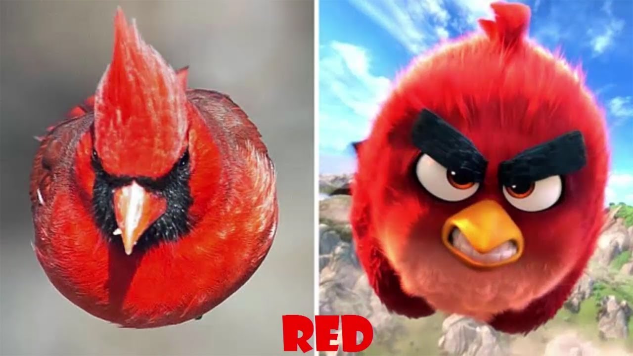 Angry Birds Characters In Real Life 2018 - YouTube