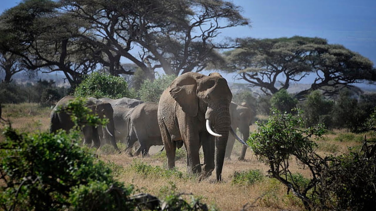 🐘🐘O Som do Elefante Fazendo Muito Barulho🐘🐘 The Sound of the Elephant ...