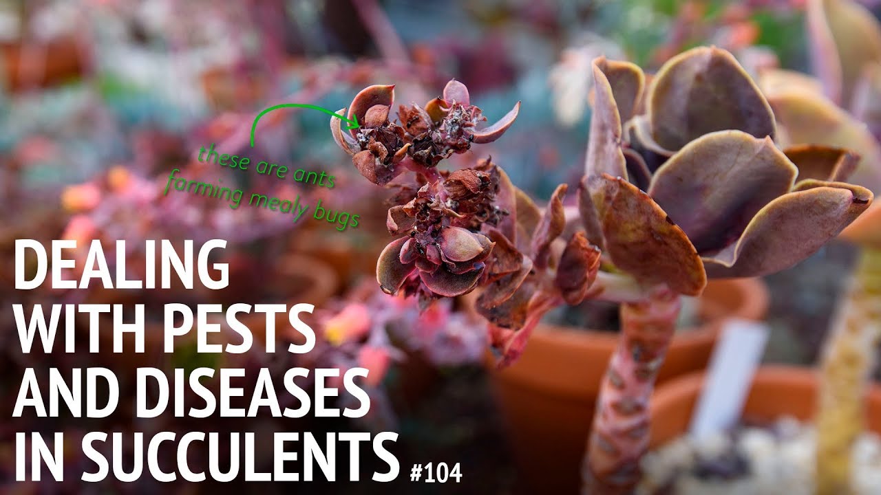 #104 These are the common pests and diseases affecting succulents - YouTube