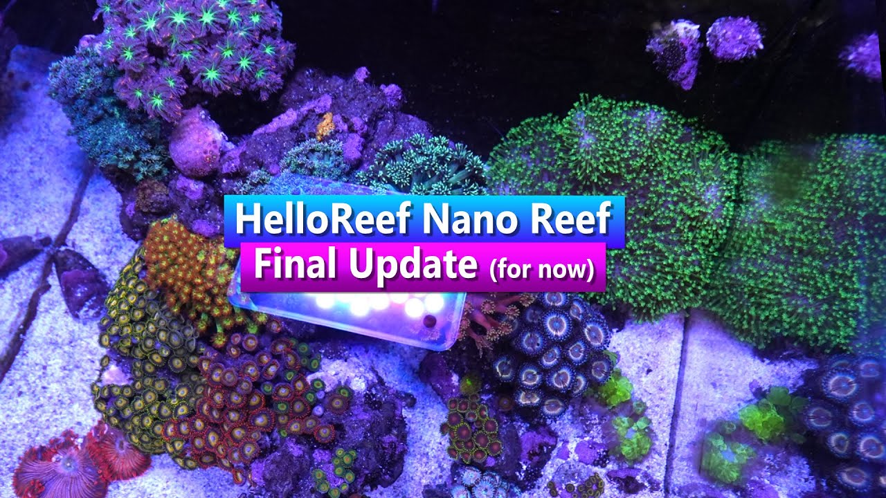 HelloReef Nano Reef - Final Tank Update/Tour (for now) - YouTube