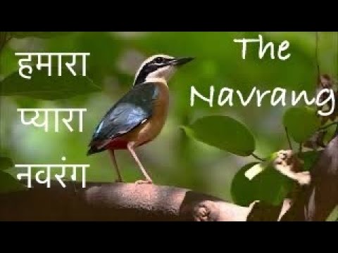 Indian Navrang | Birds | Ranchi Tourism | Jharkhand Offbeat Places ...