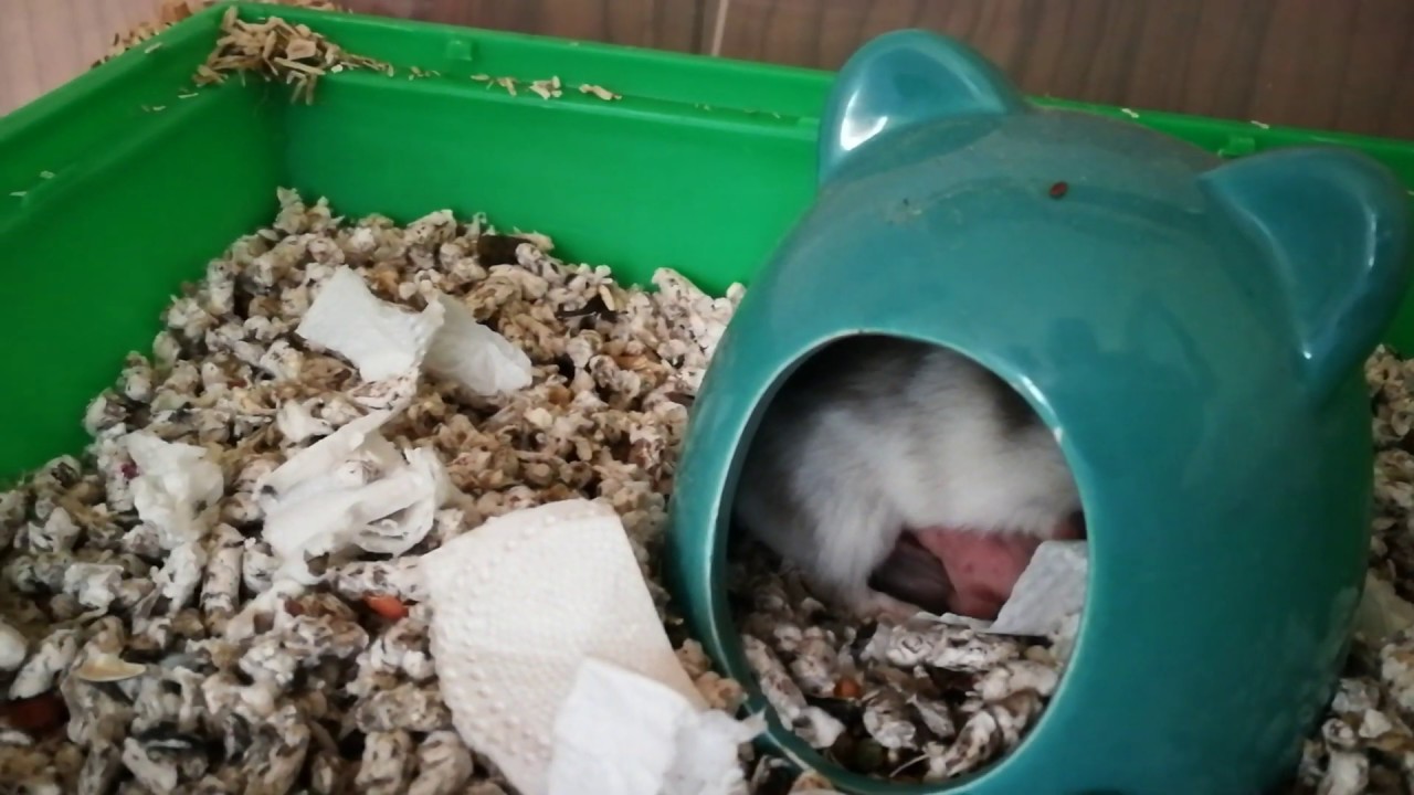 Mamica hamster cu pui - YouTube