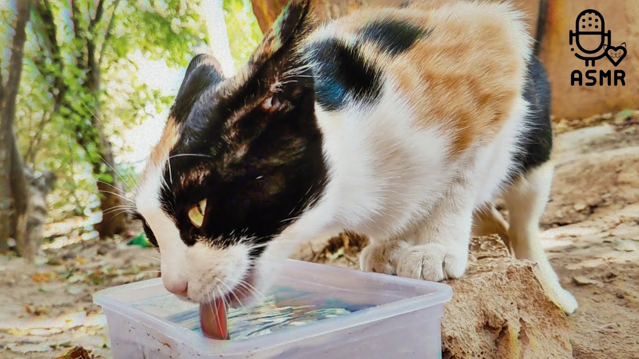 POV: Cute Calico Cat Drinking Water 😻 🔊 💦 👅🍂 Satisfying ASMR - YouTube