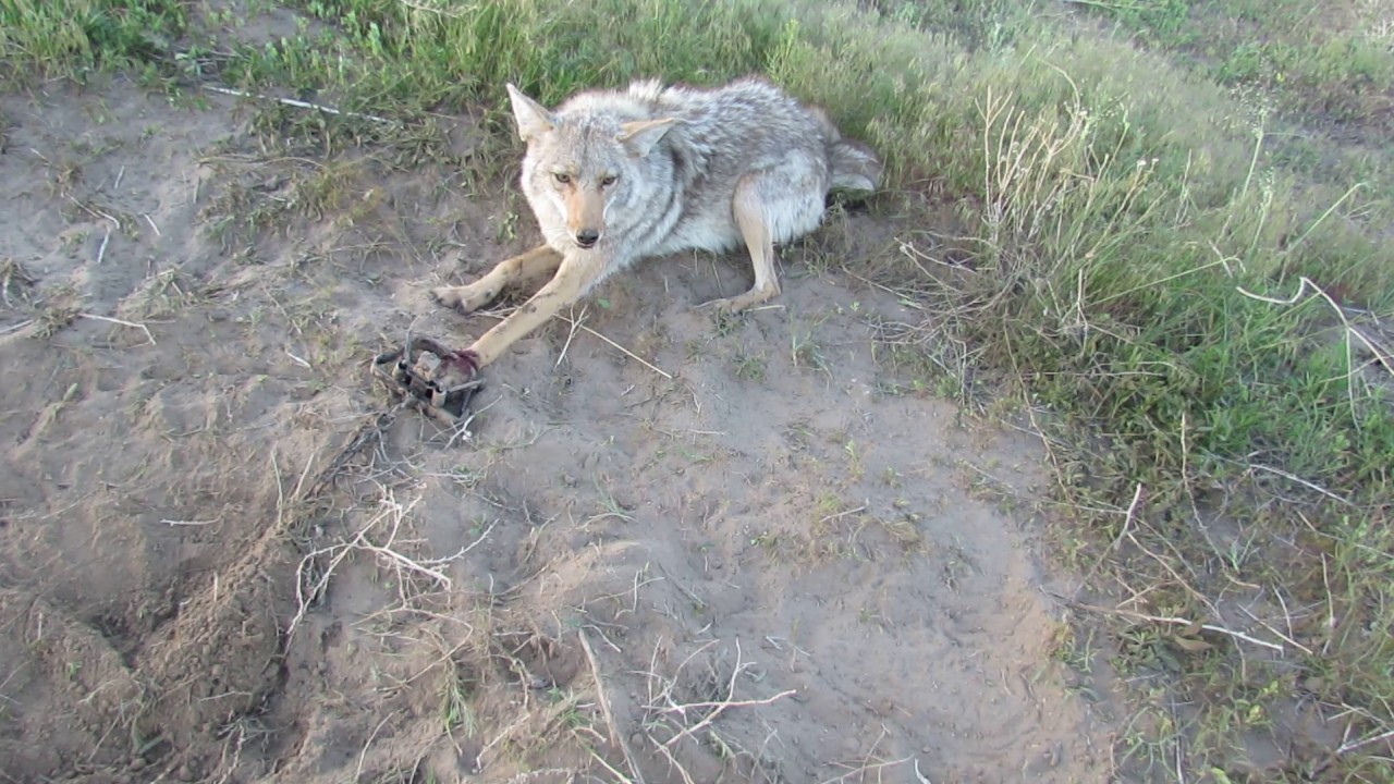 Rancher wanted coyotes trapped - YouTube