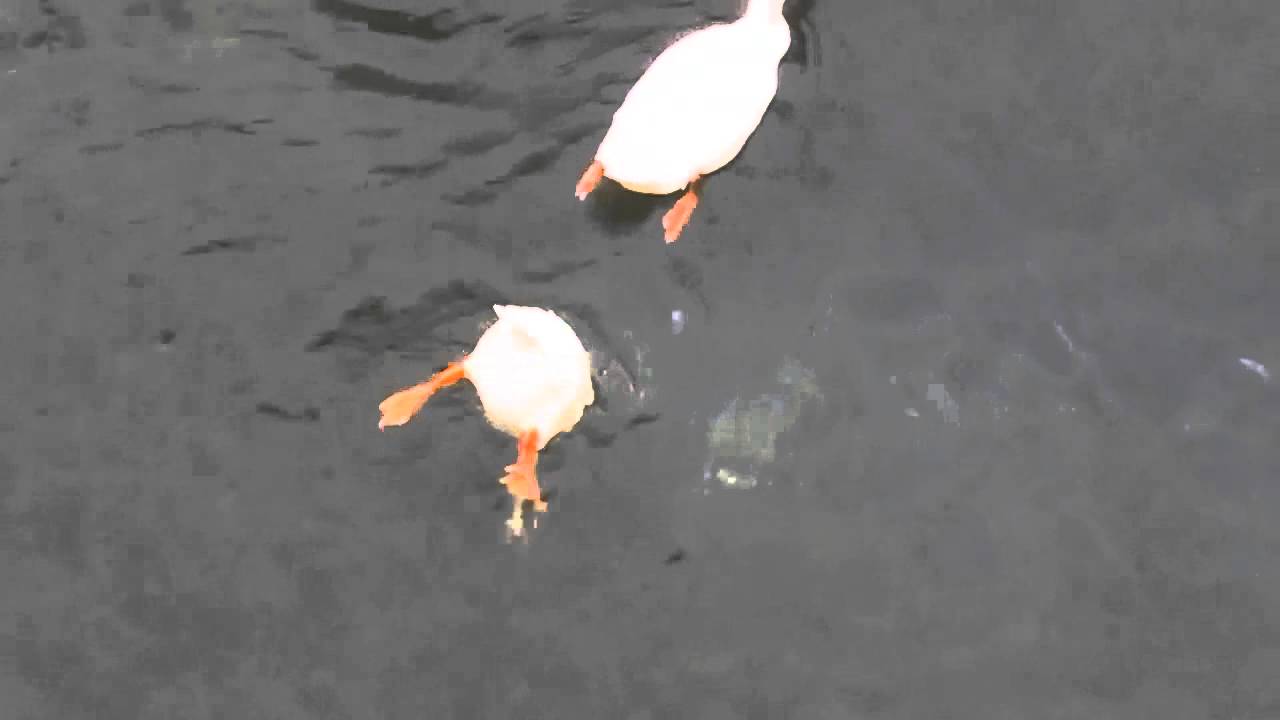 Duck tries to catch a fish. - YouTube