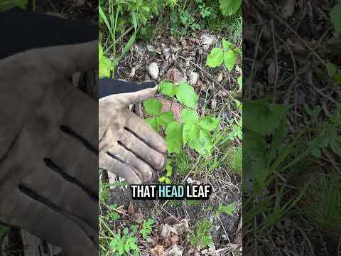 3 steps to identify poison ivy ☠️🌱#hiking #camping #outdoors #yardwork #poisonivy #nature #psa