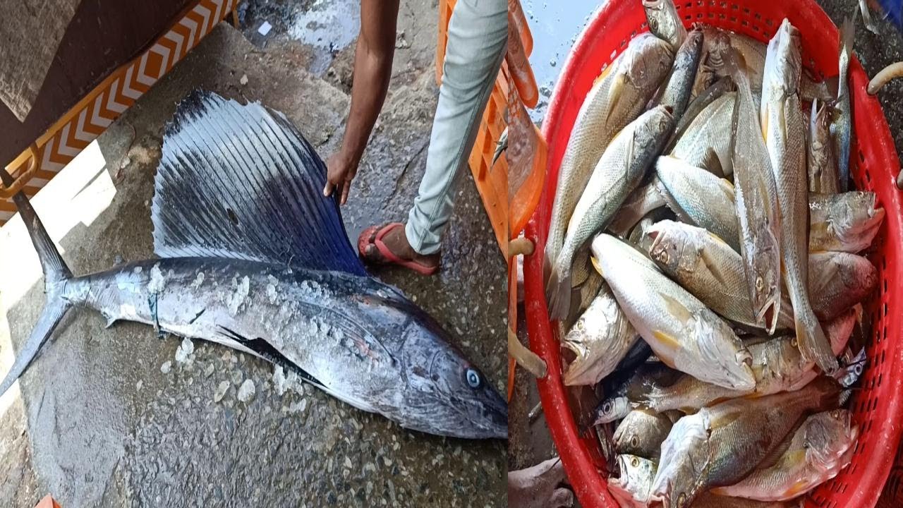 @Neendakara Harbour | Sea Food | Fish | - YouTube