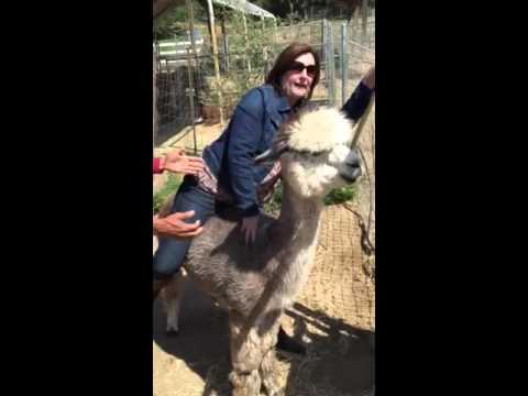 Mom rides an Alpaca - YouTube