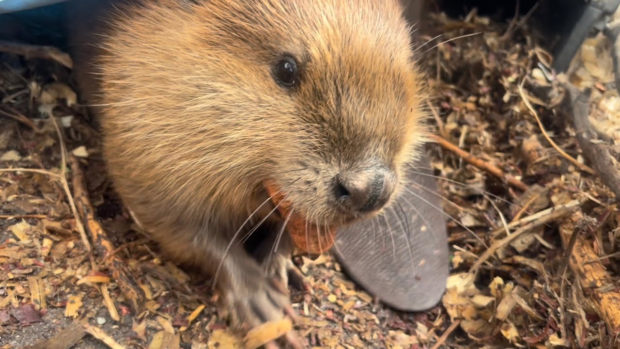 General beaver busywork - YouTube