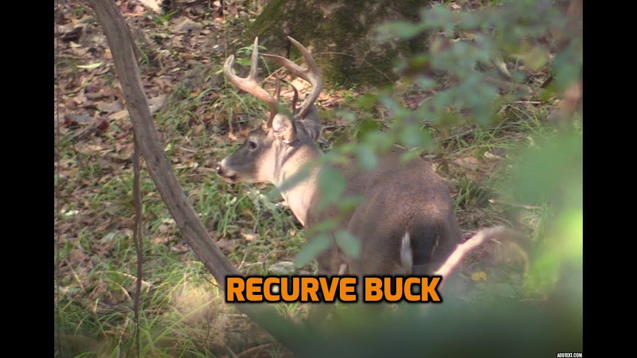 Recurve Bow Buck - Southern Bow hunting - YouTube