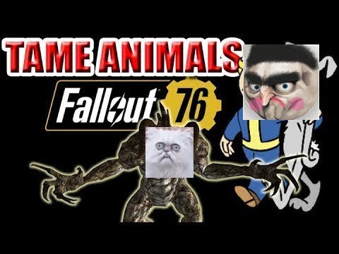 fallout 76 how to tame creatures - YouTube