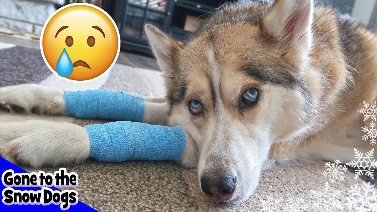 Shelby has TWO more Lumps | Shelby the Husky after Surgery at the vet ...