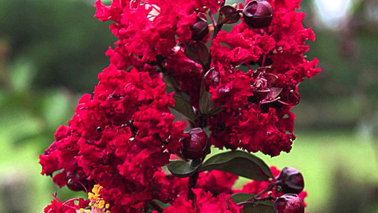 Red Rocket Crepe Myrtle For Sale Online $1.80 - YouTube