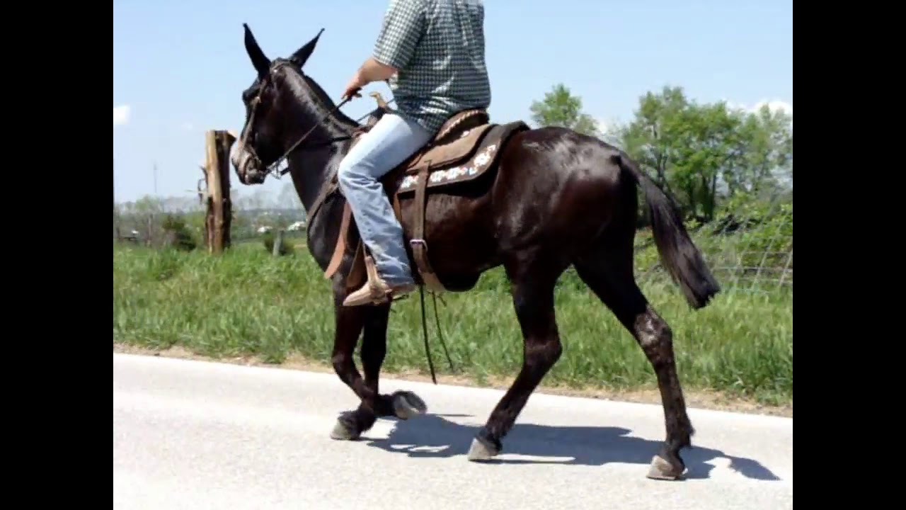 GAITED JOHN MULE, BEEN RIDDEN IN THE MOUNTAINS, VERY SMOOTH, TRAFFIC ...