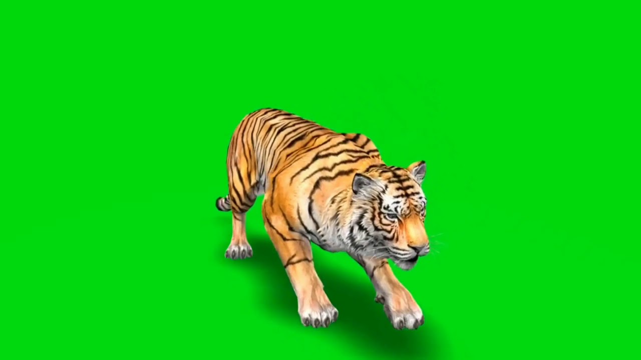 Green screen tiger - YouTube