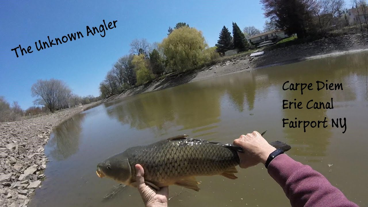 Carpe Diem: Fly fishing for Carp on the Erie Canal, Fairport NY - YouTube