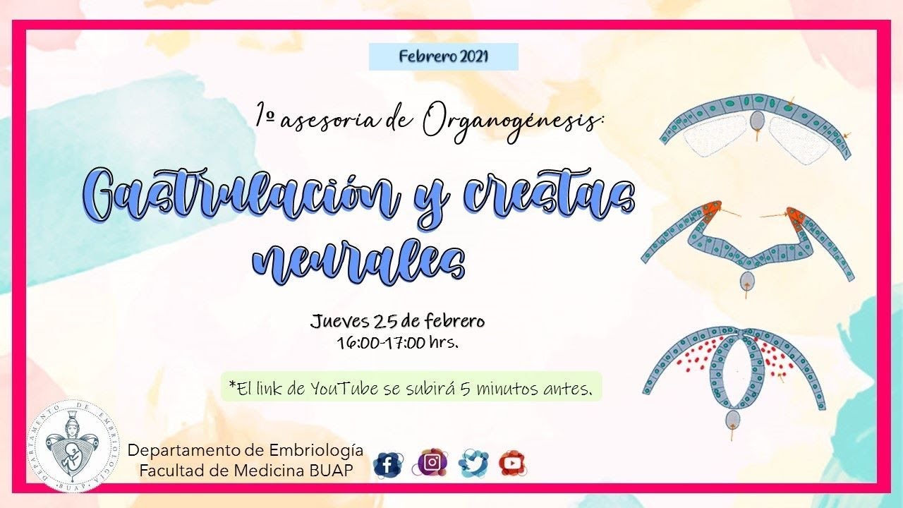 Gastrulación y Crestas neurales I Laboratorio de Embriología BUAP - YouTube