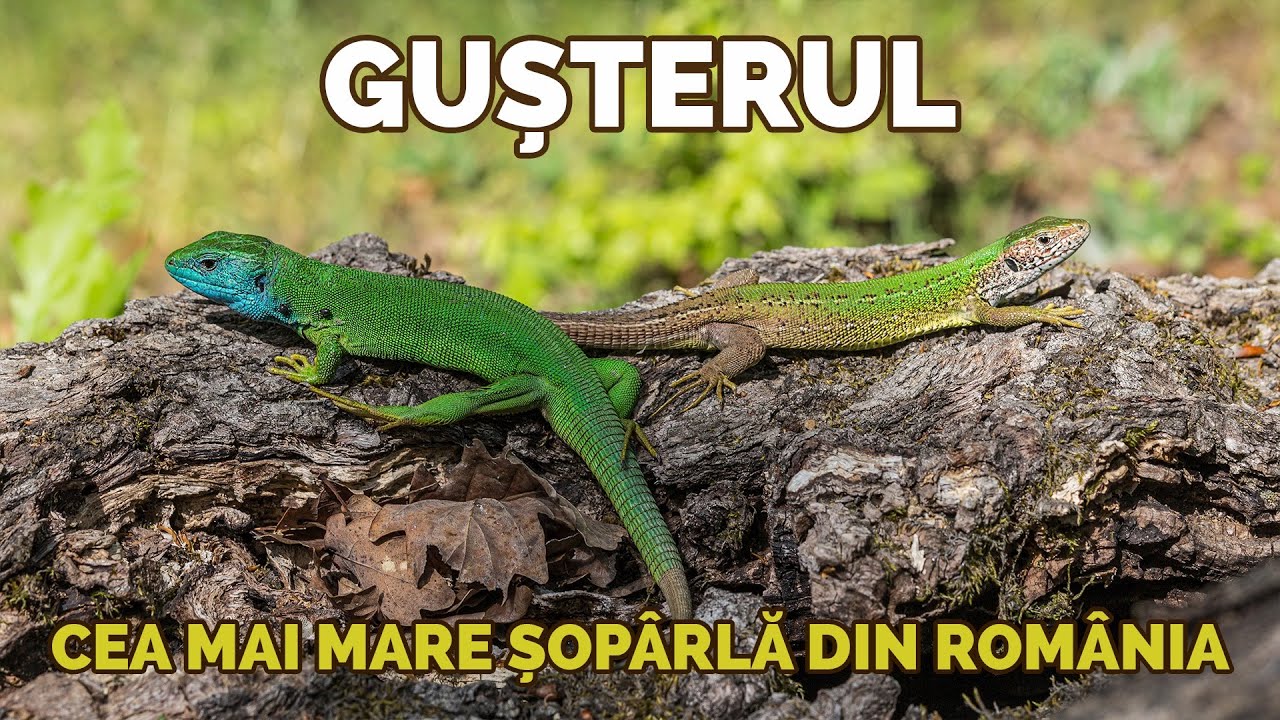 Gușterul - cea mai mare șopârlă din România | Reptile inofensive din ...