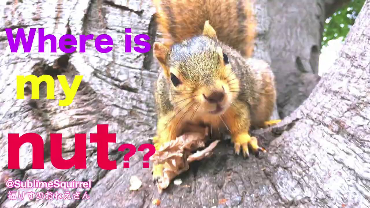 Funny Squirrel's Facial Expression and Reaction - YouTube
