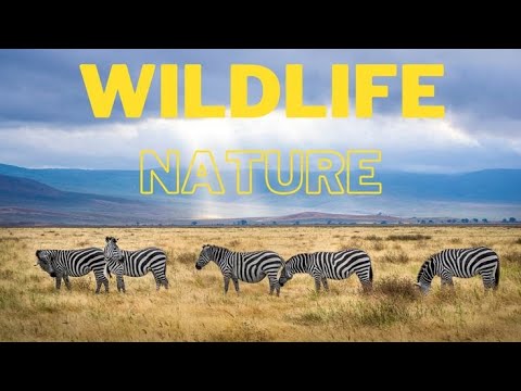 VIDEO OF WILD ANIMAL IN 4K Ultra HD| WLIDLIFE SCENERY WITH FLOATING MUSIC| NO COPYRIGHT|A2Z HI KAHDE
