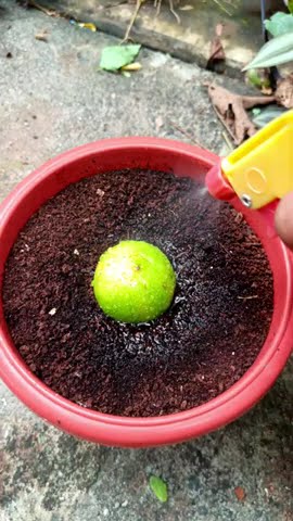 New Skill Lemon Tree From Lemon🍋 Grow lemon tree at home_#shorts_# ...