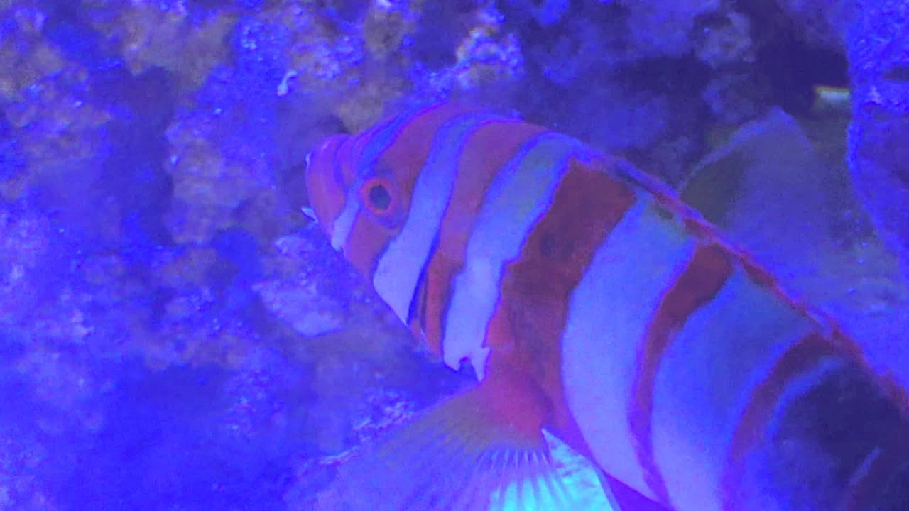Harlequin tuskfish - YouTube