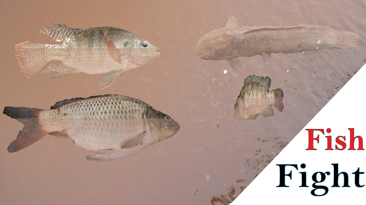 1000 Koi And Tilapia Fish Fighting For Popcorn Anyhow In Lake | Fish ...