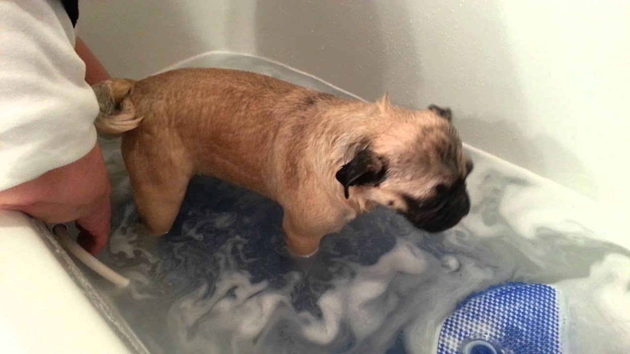 Stinky Pug Molly Gets A Bath - YouTube