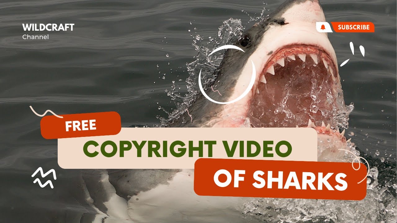 Majestic Sharks: A Breathtaking Free Copyright Video Compilation ...