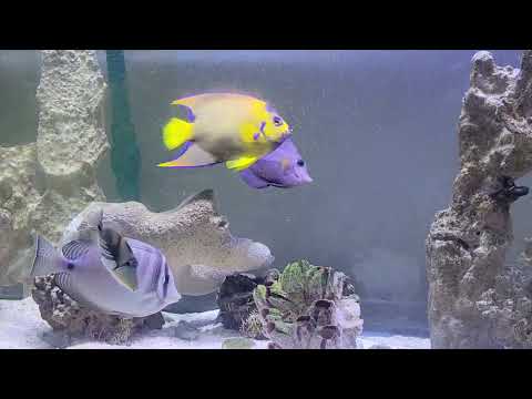 Emerald Crab messing with our Huma Huma Triggerfish!! - YouTube